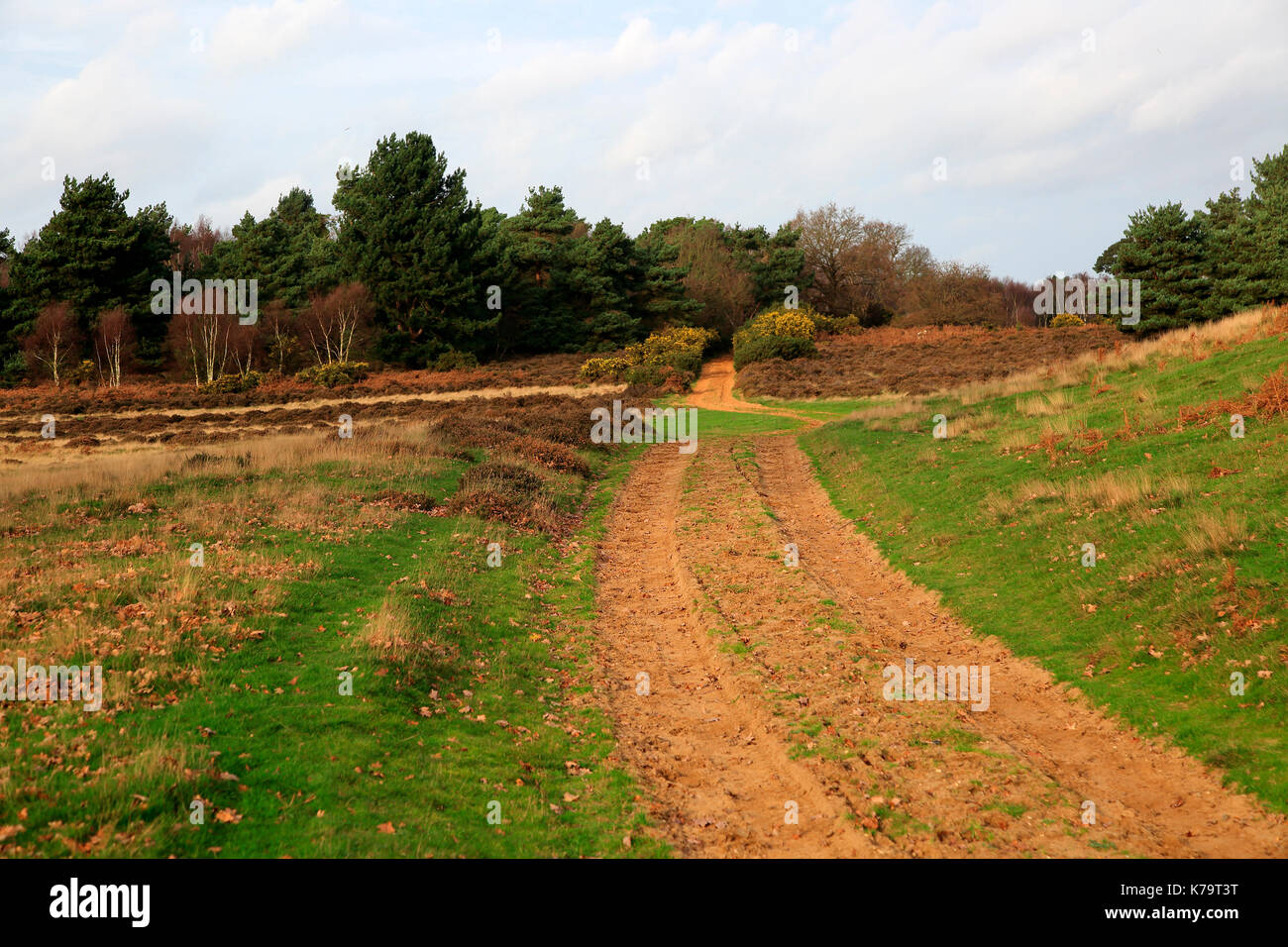 Sandlings heathland path Sutton Heath, Suffolk, England, UK Stock Photo ...