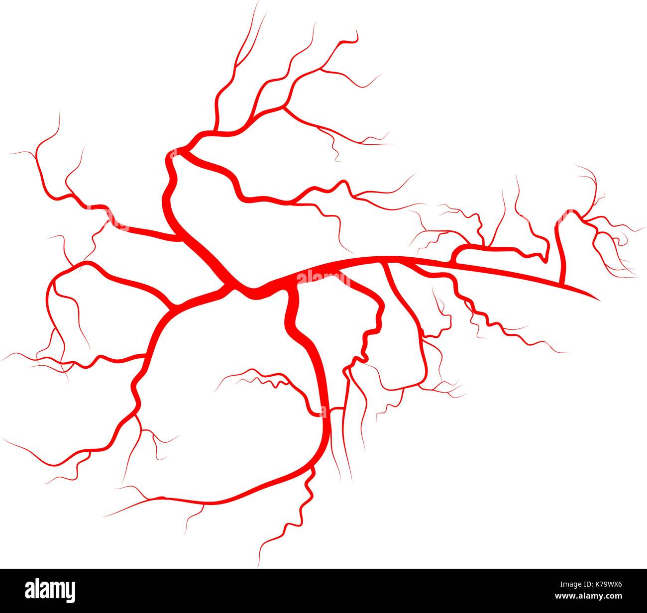 Spider veins varicose veins Stock Vector Images - Alamy