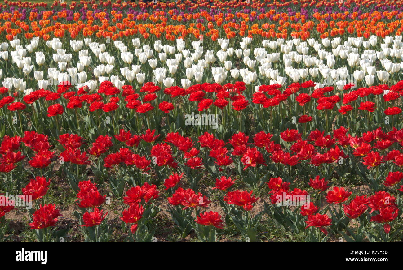Beautiful Colorful Tulip and Flowers field in Srinagar, Kashmir with a ...