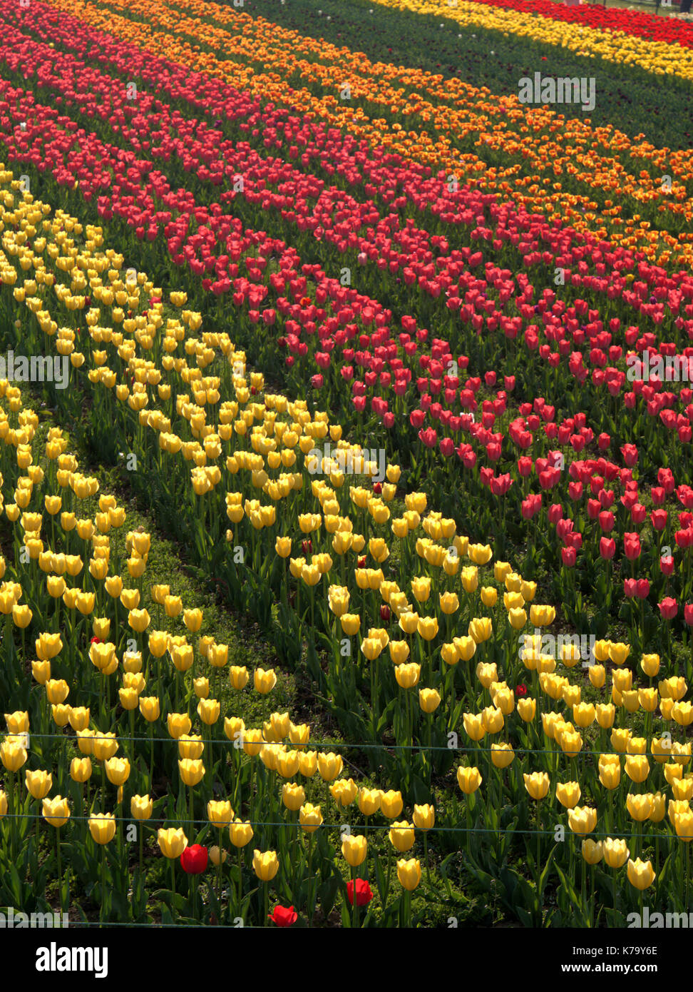 Colorful Flowers Field