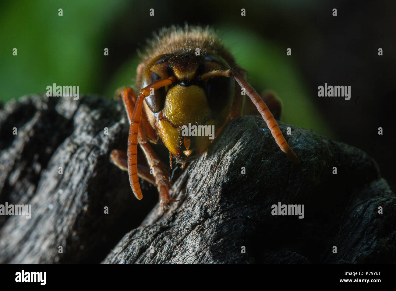 Largest wasp species in north america hi-res stock photography and ...