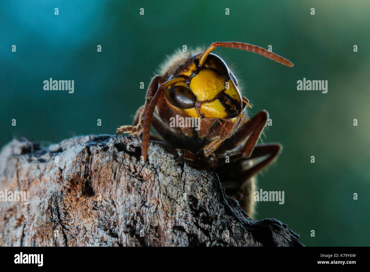 The European hornet (Vespa crabro) is the largest eusocial wasp in ...