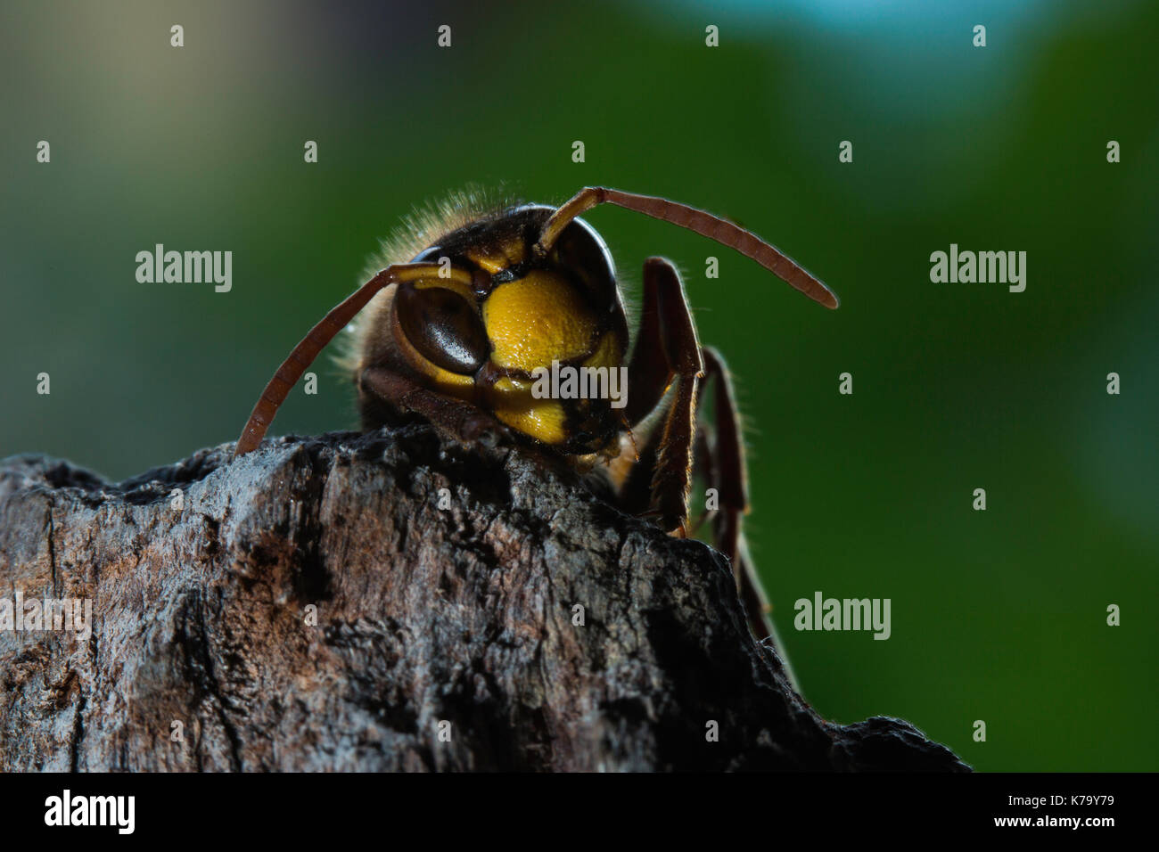 The European hornet (Vespa crabro) is the largest eusocial wasp in ...