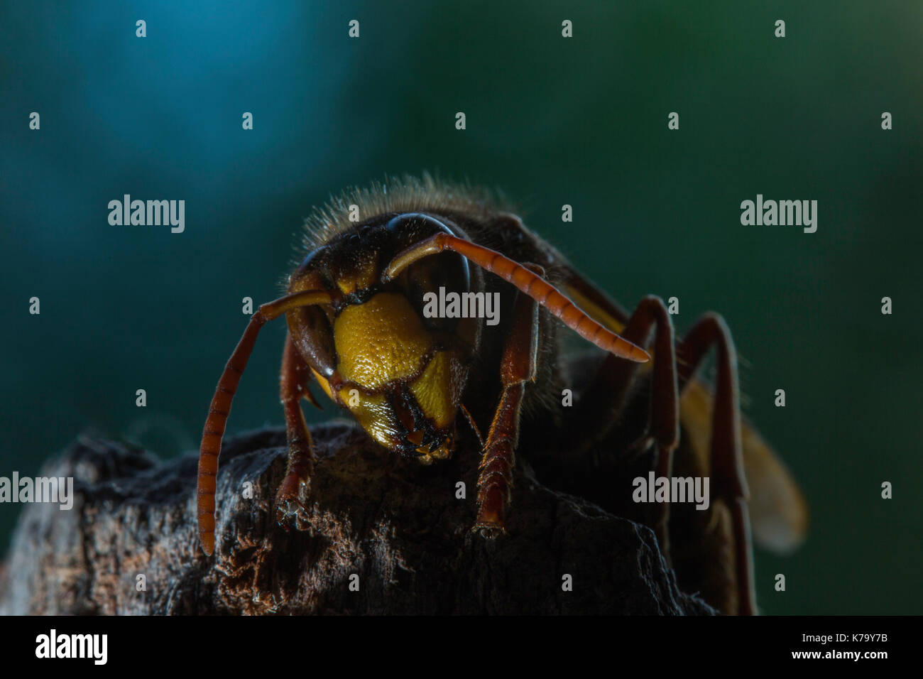 The European hornet (Vespa crabro) is the largest eusocial wasp in ...