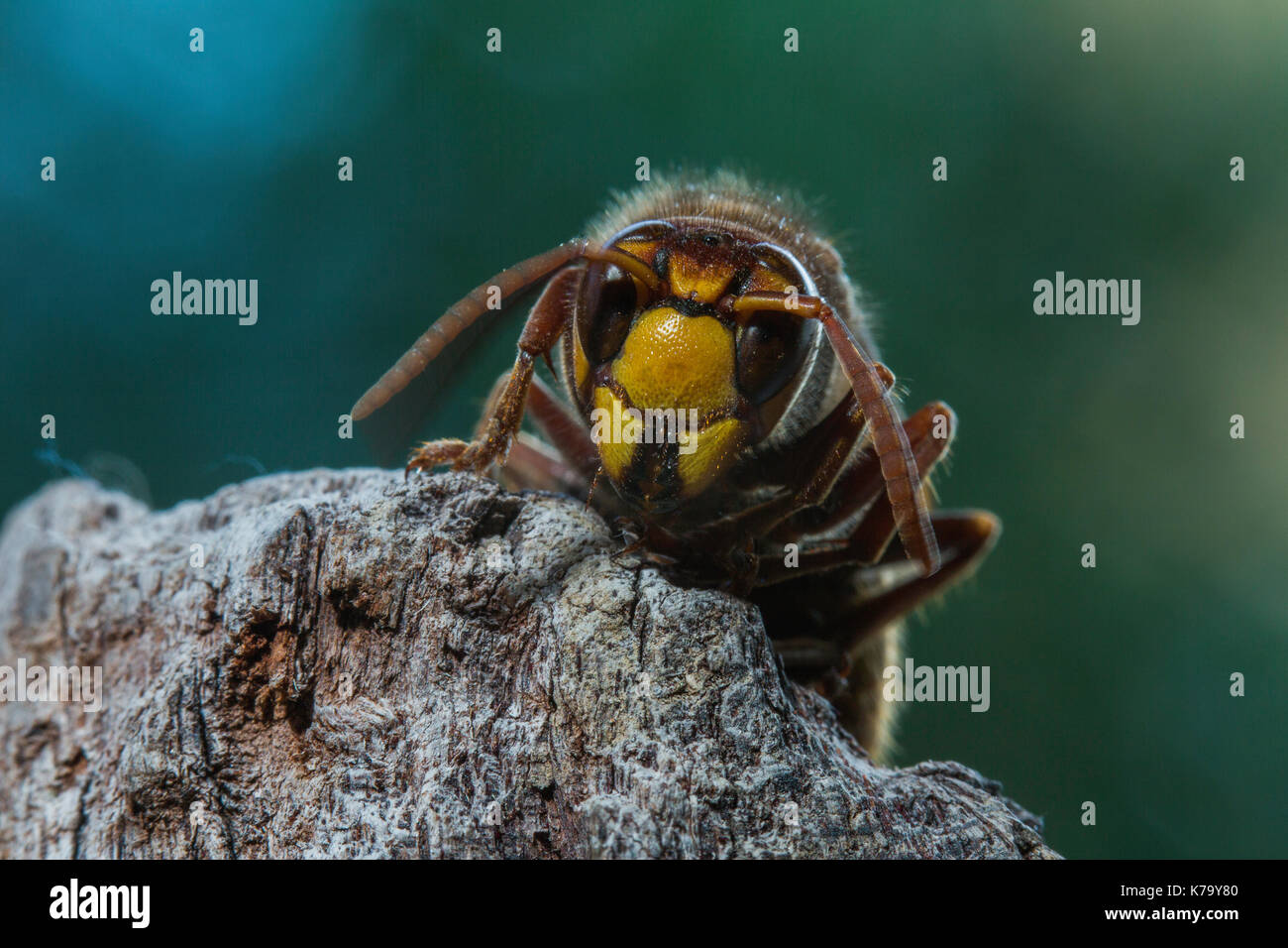 The European hornet (Vespa crabro) is the largest eusocial wasp in ...