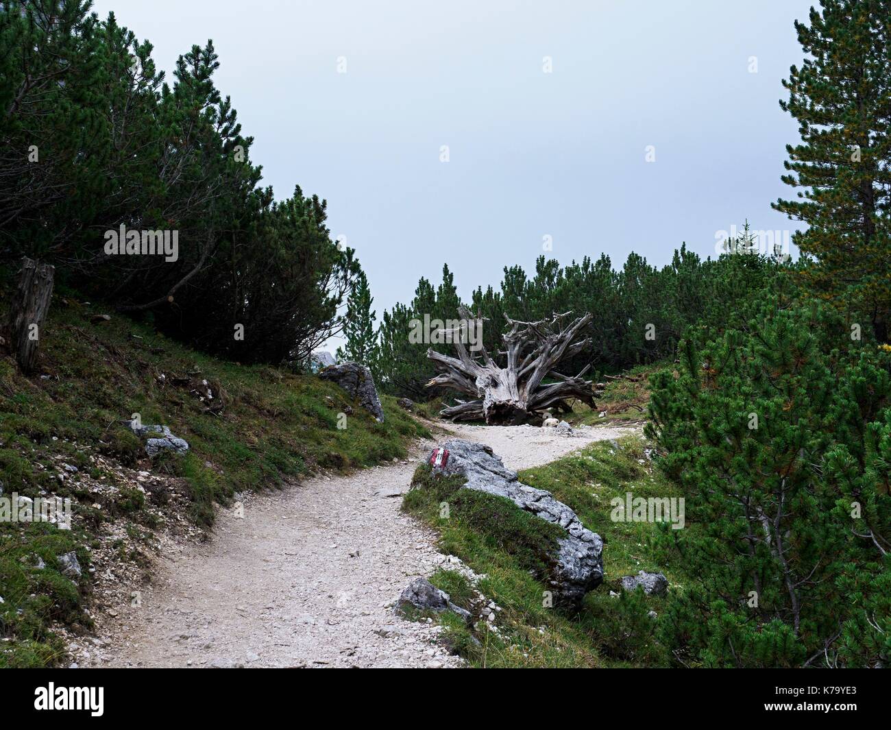 Stump road hi-res stock photography and images - Alamy