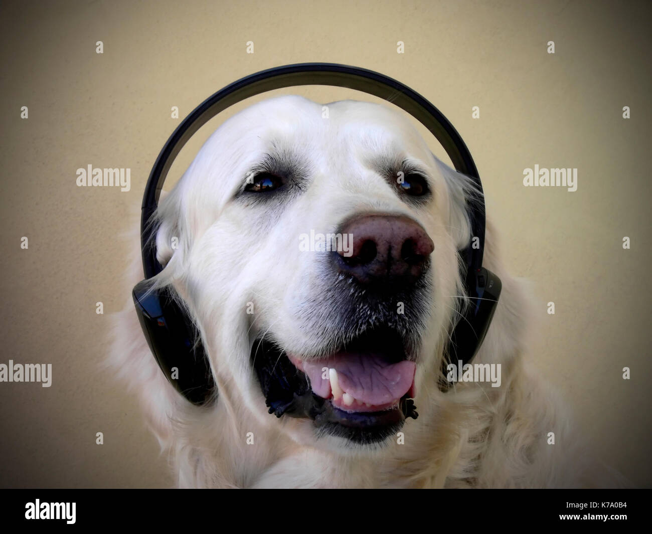 golden retriever dog with headset Stock Photo - Alamy