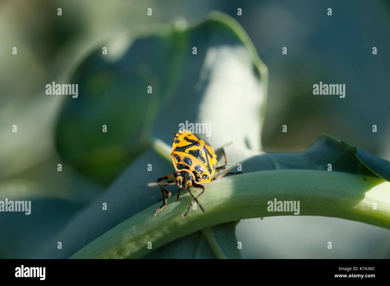 bug on a plant, macro photo Stock Photo - Alamy