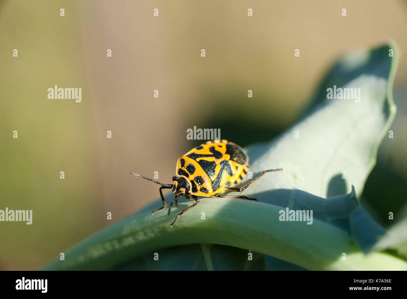 bug on a plant, macro photo Stock Photo - Alamy
