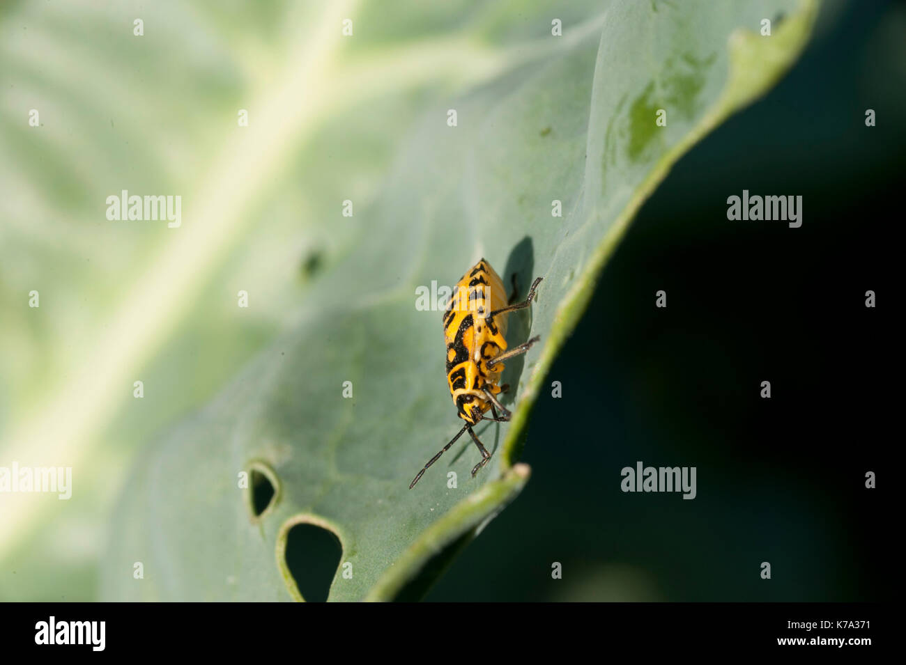 bug on a plant, macro photo Stock Photo - Alamy