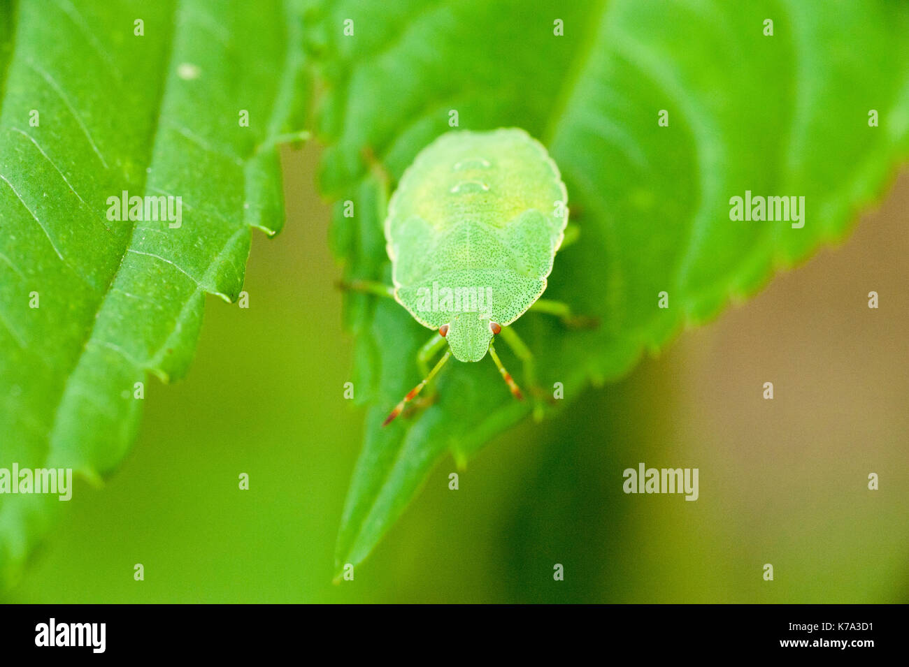 bug on a plant, macro photo Stock Photo - Alamy