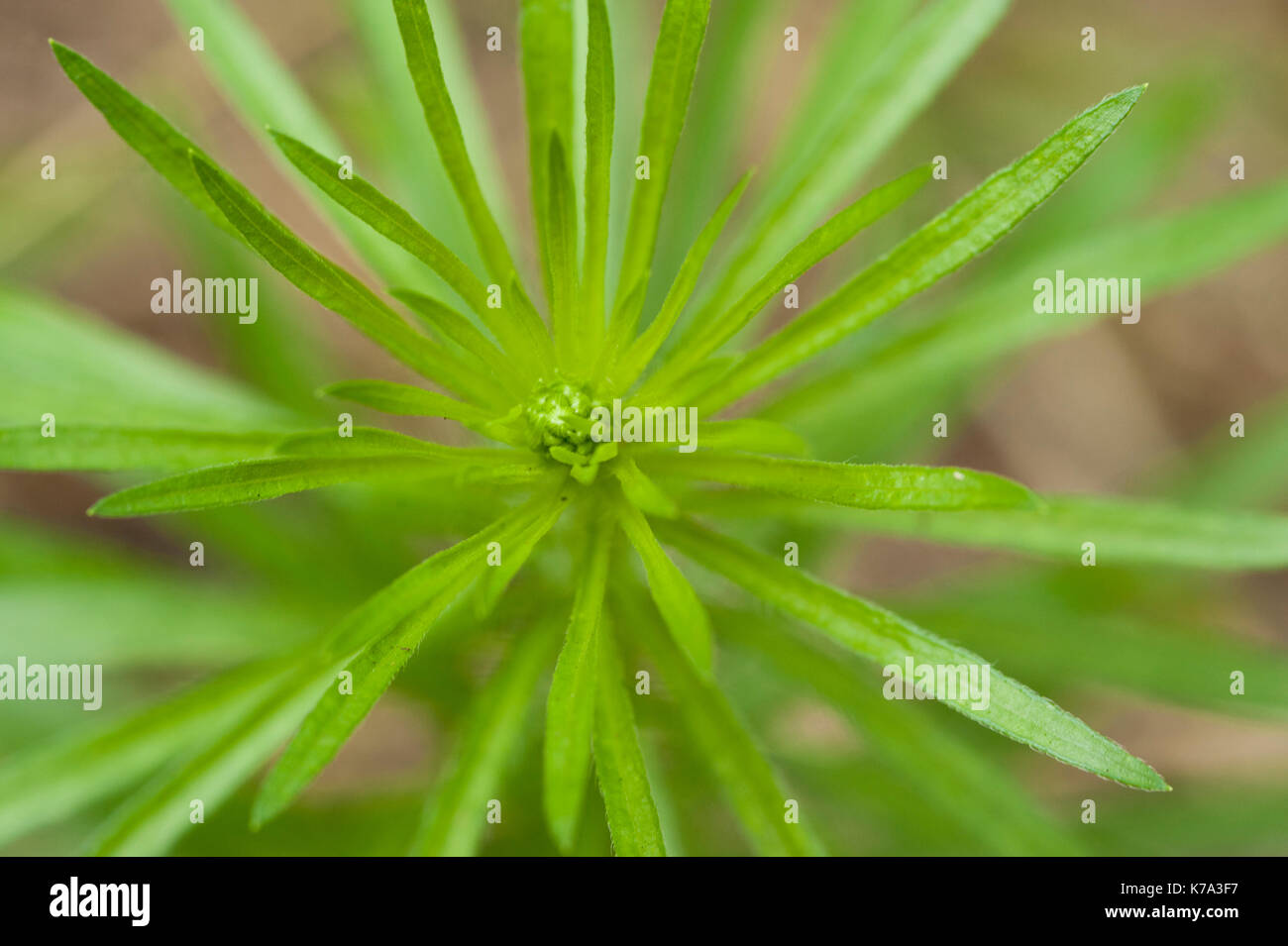 macro photo of a green plant, top view Stock Photo - Alamy
