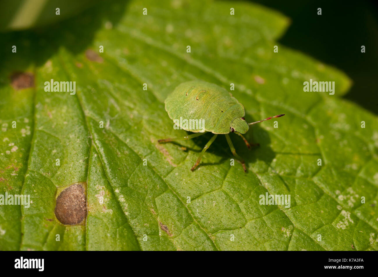 bug on a plant, macro photo Stock Photo - Alamy