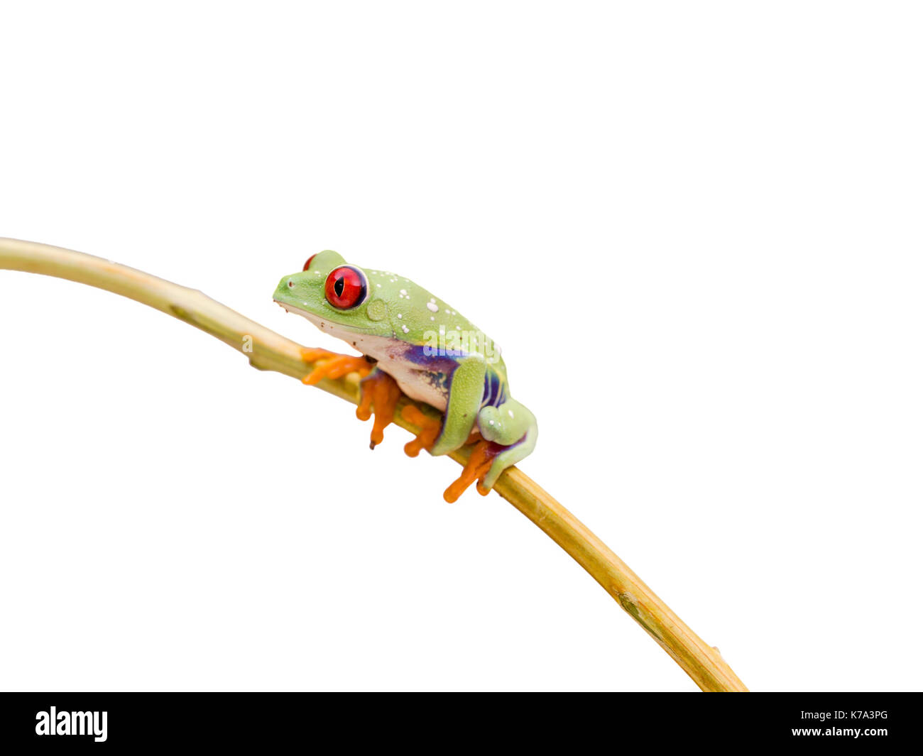 Redeyed tree frog rainforest Cut Out Stock Images & Pictures - Alamy