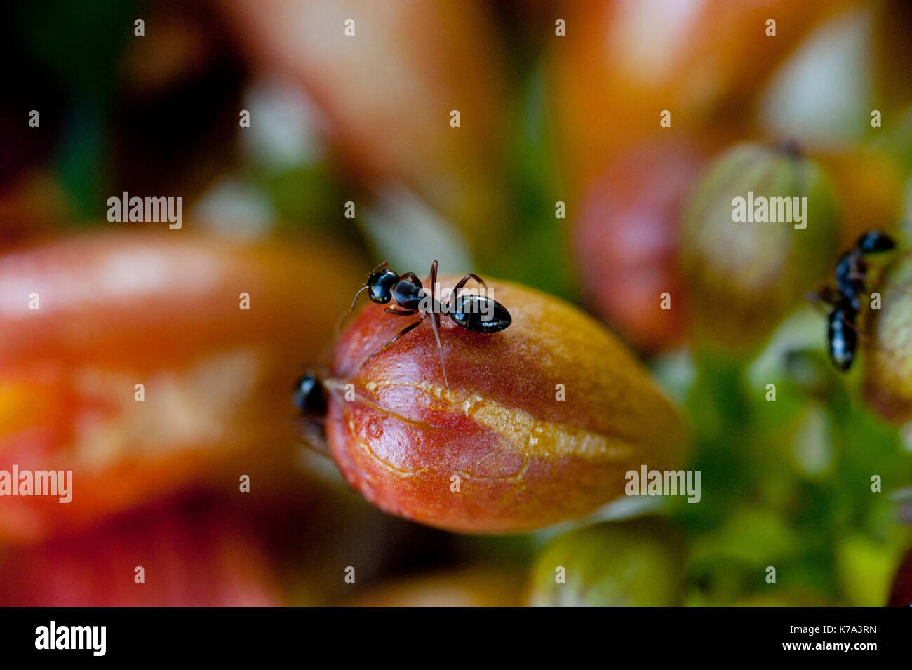 Bug and berries hi-res stock photography and images - Alamy