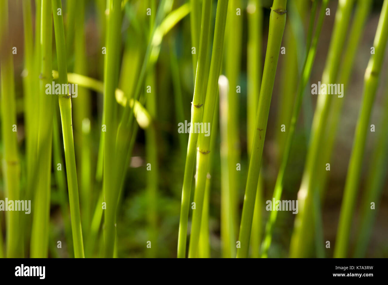 green stems of a plant, close-up Stock Photo - Alamy