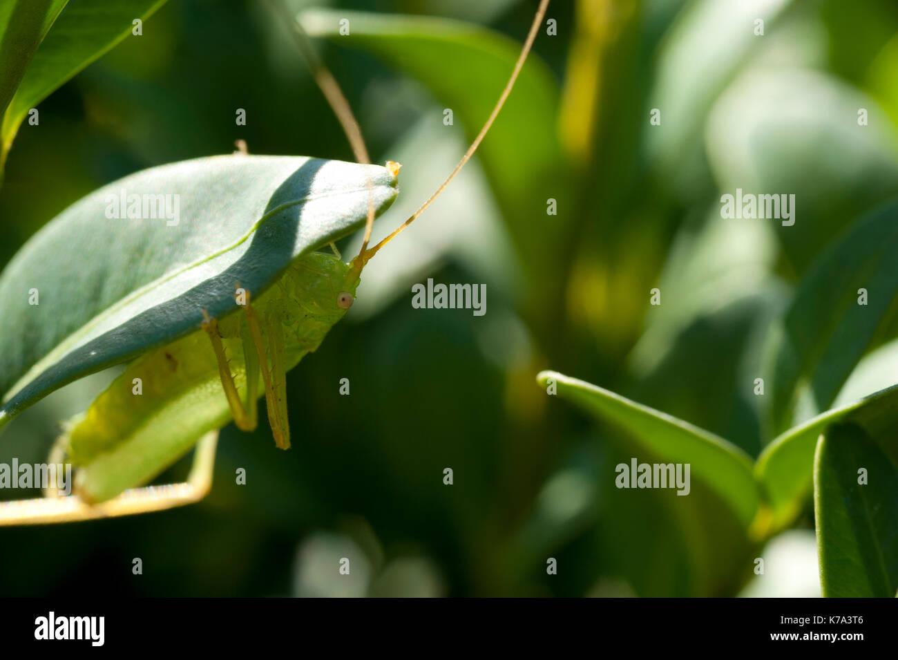 grasshopper sitting on a plant macro photo Stock Photo - Alamy