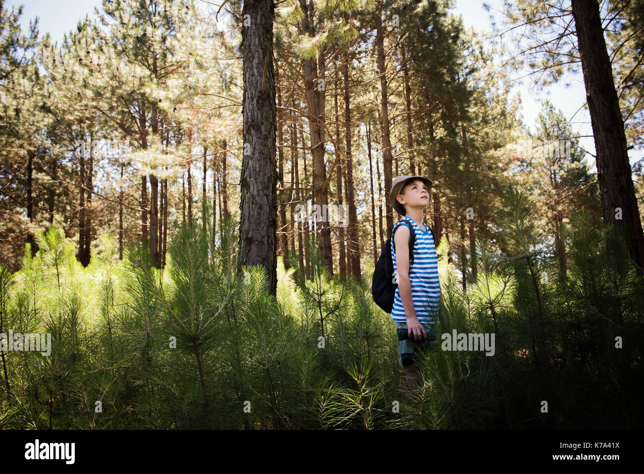 Boy pines hi-res stock photography and images - Alamy