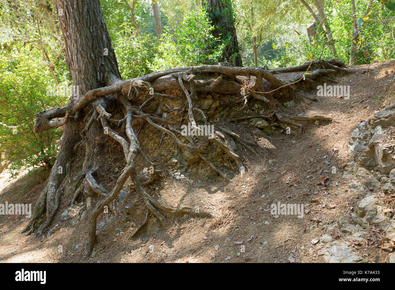Roots from trees hi-res stock photography and images - Alamy