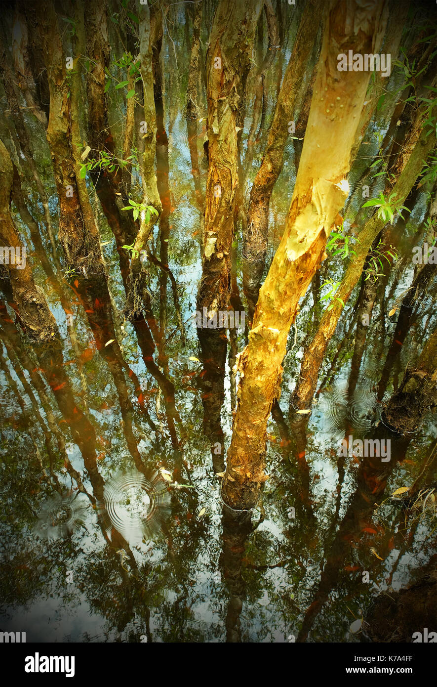 Fall landscape in forest with red falling leaves in water, tree trunk ...