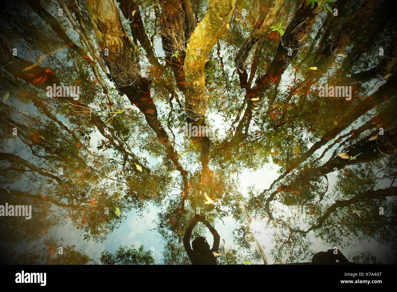 Fall landscape in forest with red falling leaves in water, tree trunk ...