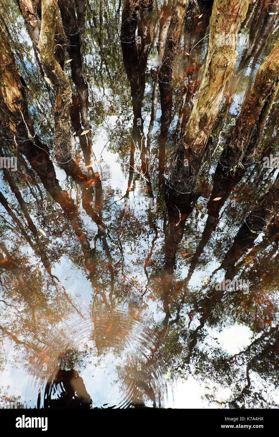 Fall landscape in forest with red falling leaves in water, tree trunk ...