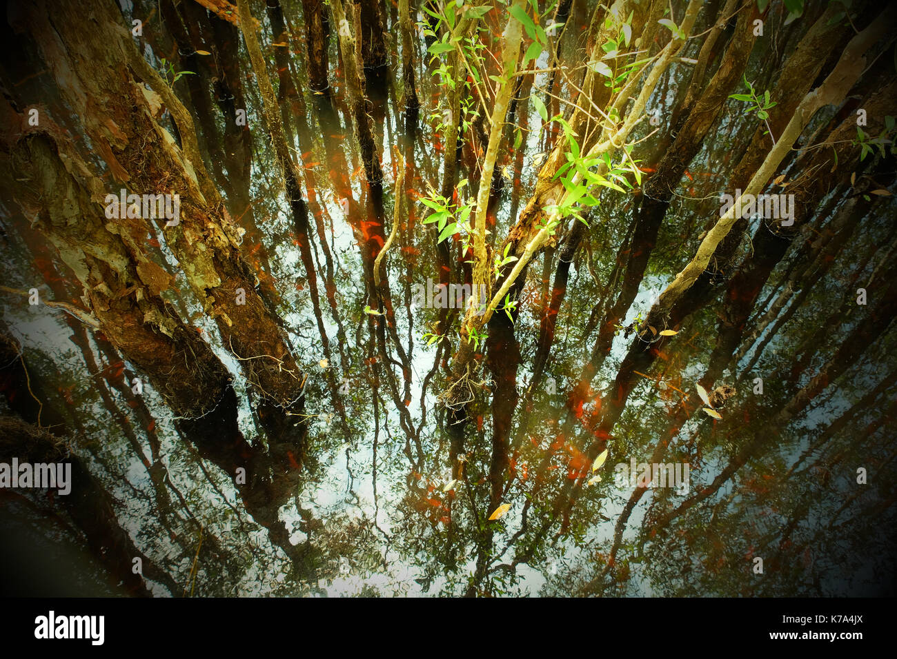 Fall landscape in forest with red falling leaves in water, tree trunk ...