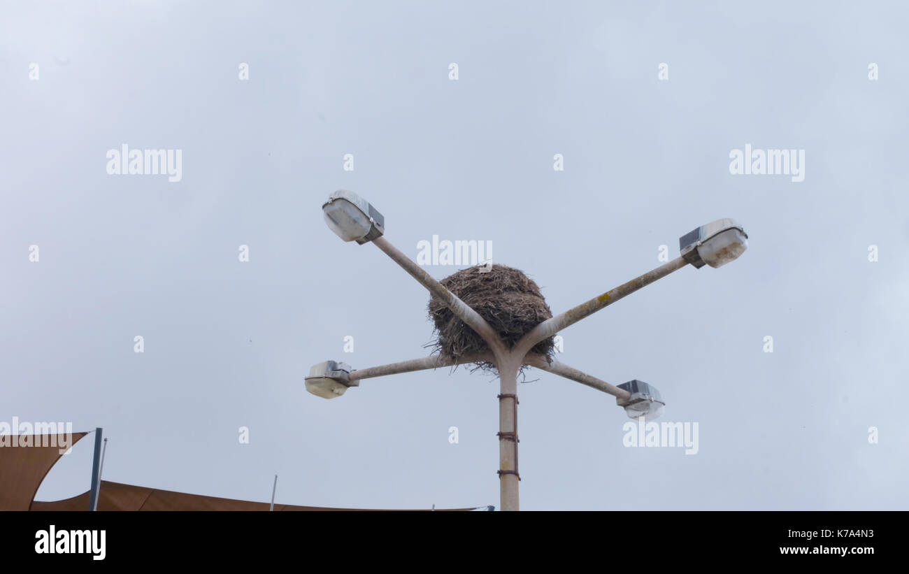 A giant straw bird nest on top of a street light, Faro, Portugal Stock ...
