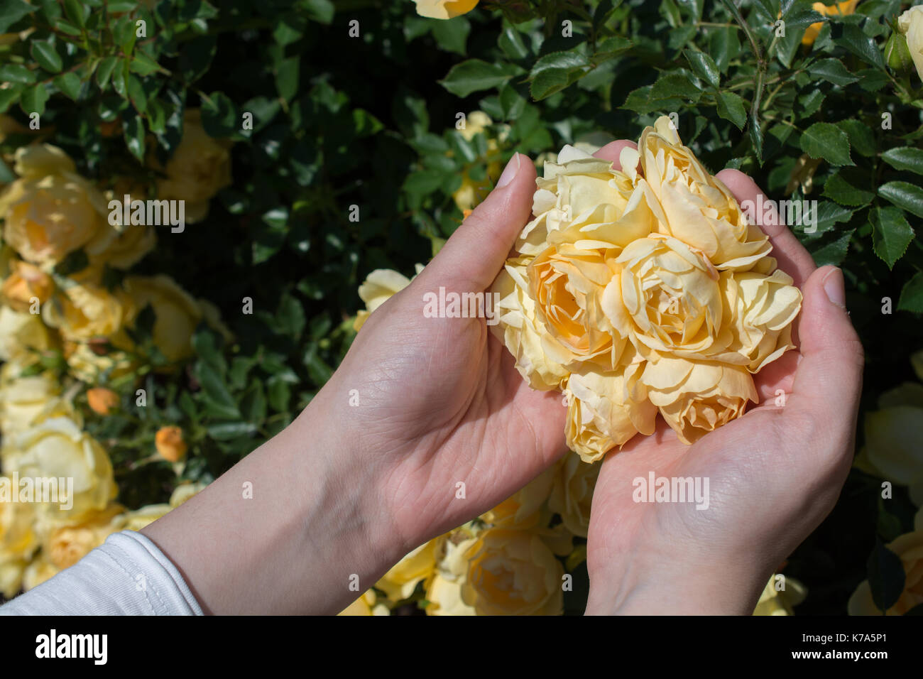 Beautiful fresh roses in hand Stock Photo - Alamy