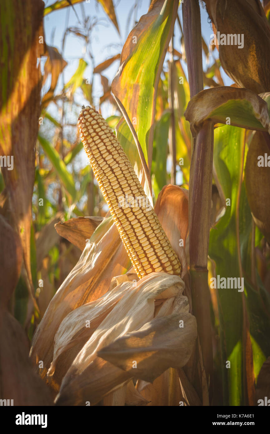 ripe golden mature corn cub - unharvested, isolated in the cornfield ...