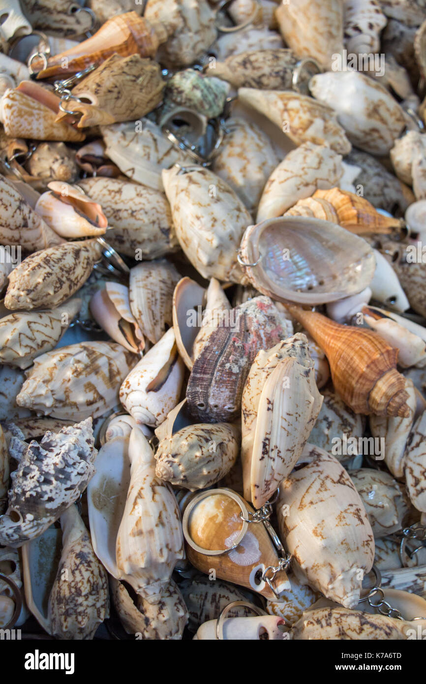 Various types of little colorful seashells Stock Photo - Alamy