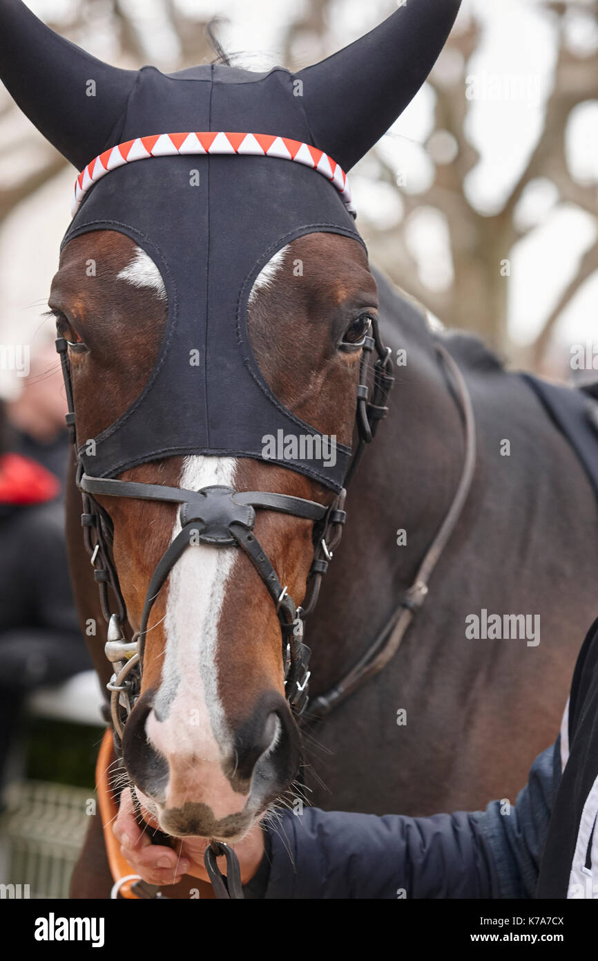 Race horse head ready to run. Paddock area. Vertical Stock Photo - Alamy