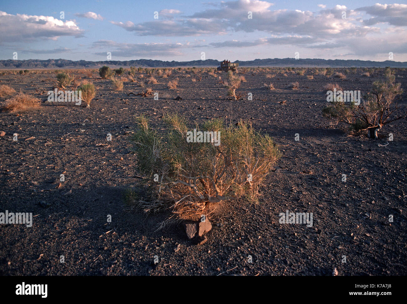 Wild desert shrubs in Gobi Desert, Gobi-Altai, Mongolia, Asia Stock ...