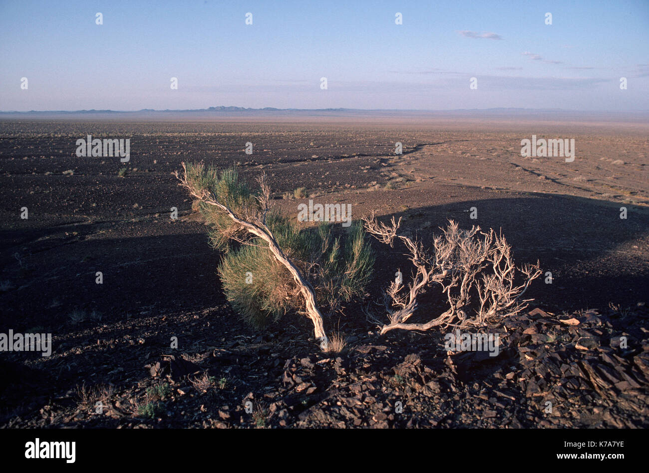 Wild desert shrubs in Gobi Desert, Gobi-Altai, Mongolia, Asia Stock ...