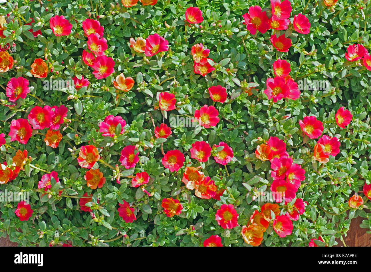 Deep Red Portulaca