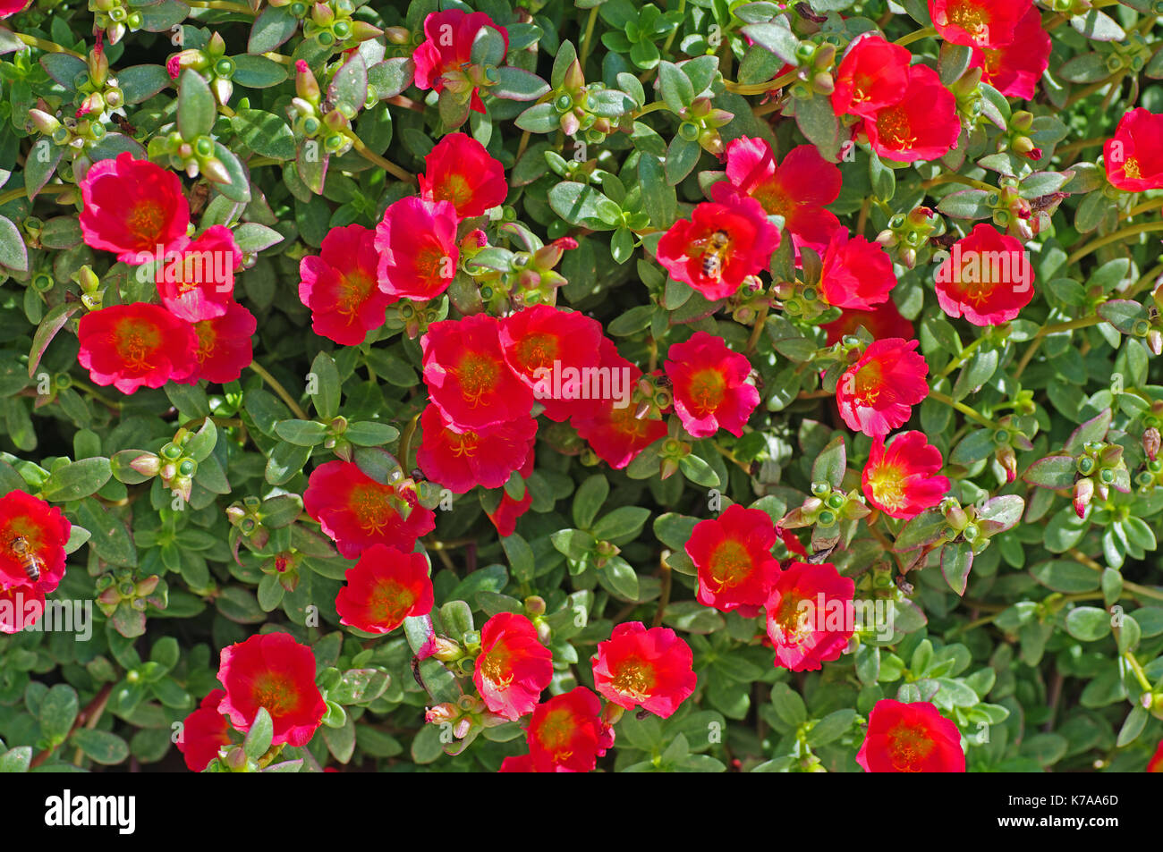 Portulaca grandiflora, the Moss rose or Rose Moss, native to South ...