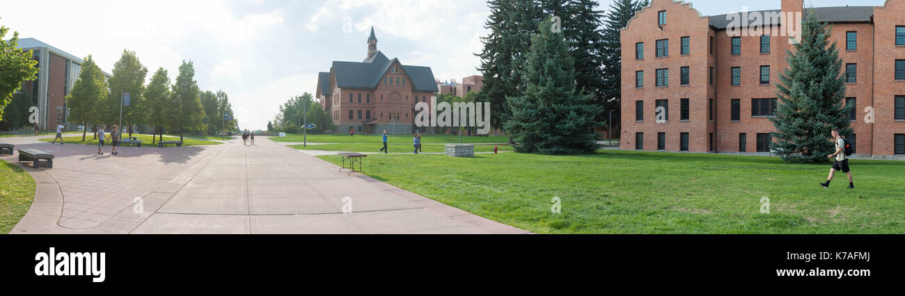 Bobcats montana state university hi-res stock photography and images ...