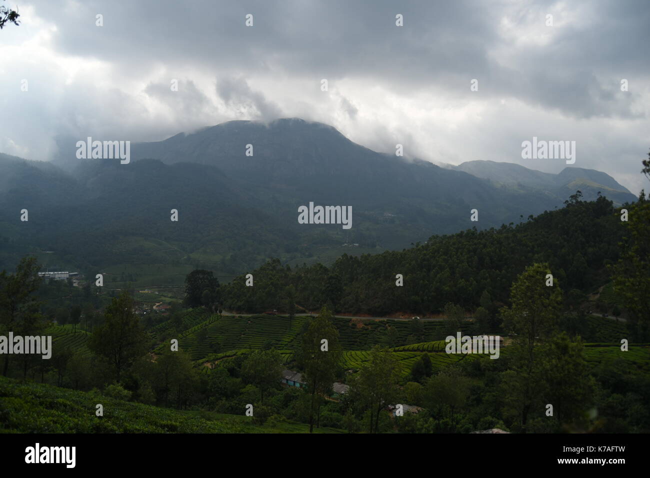 Munnar, Kerala, India Stock Photo - Alamy
