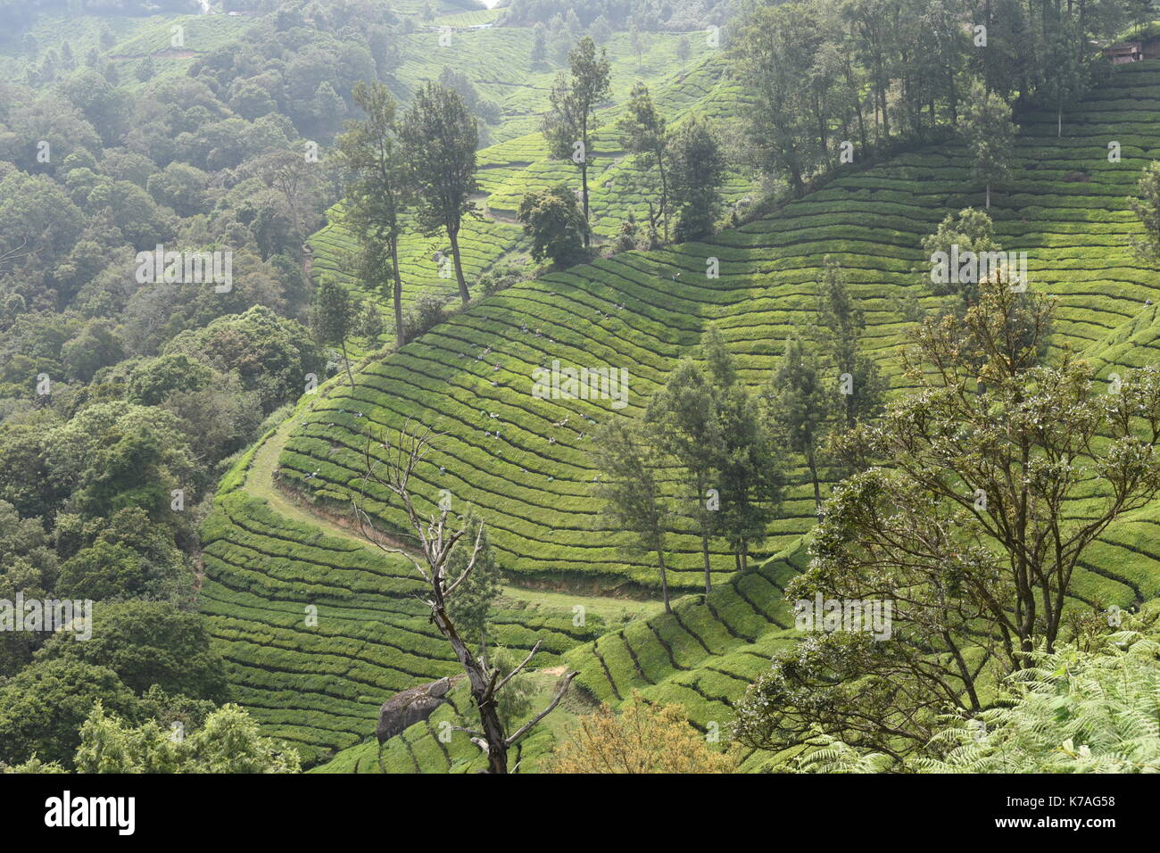 Munnar, Kerala, India Stock Photo - Alamy
