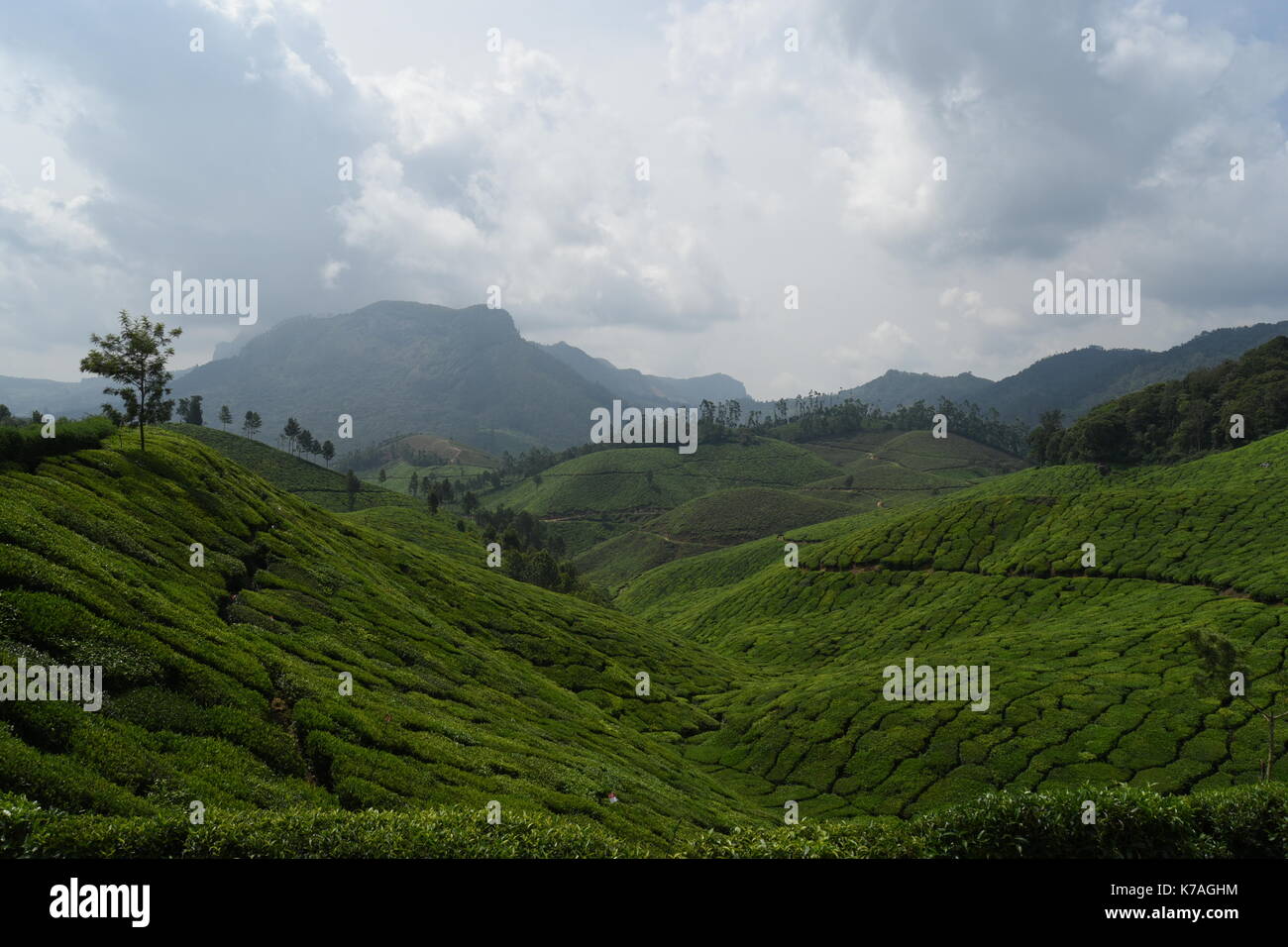 Munnar, Kerala, India Stock Photo - Alamy