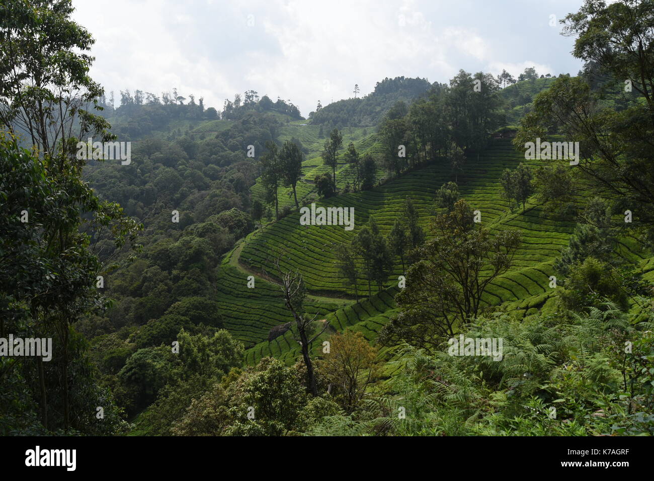 Munnar, Kerala, India Stock Photo - Alamy