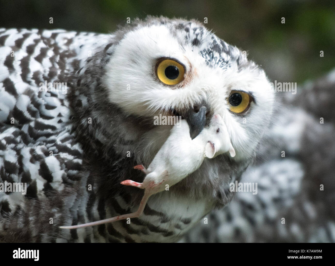 Two snowy owls hi-res stock photography and images - Alamy