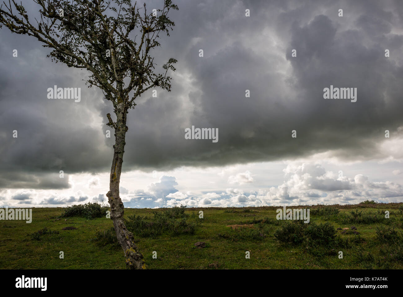 Wind shaped tree under a stormy sky Stock Photo - Alamy