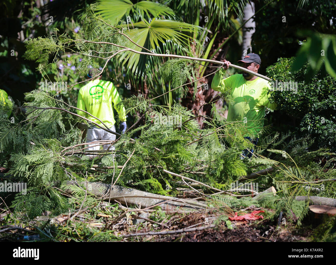 Champion timber hi-res stock photography and images - Alamy