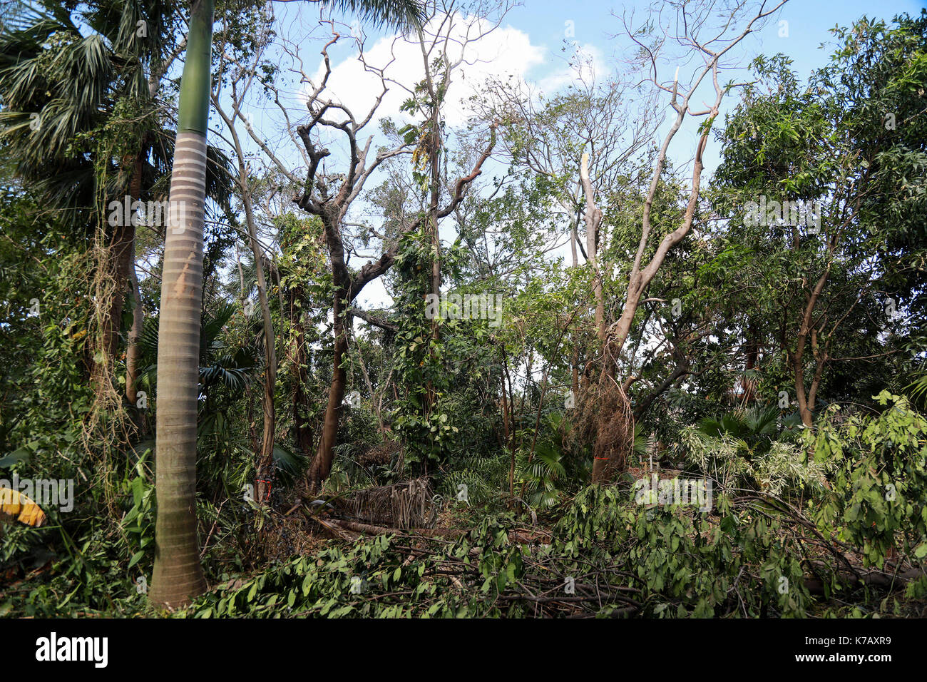 Giant timber bamboo hi-res stock photography and images - Alamy