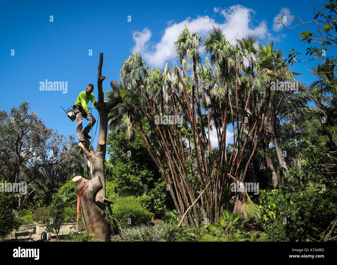 Florida, USA. 15th Sep, 2017. Gabriel Moreno of Champion Tree & Stump ...