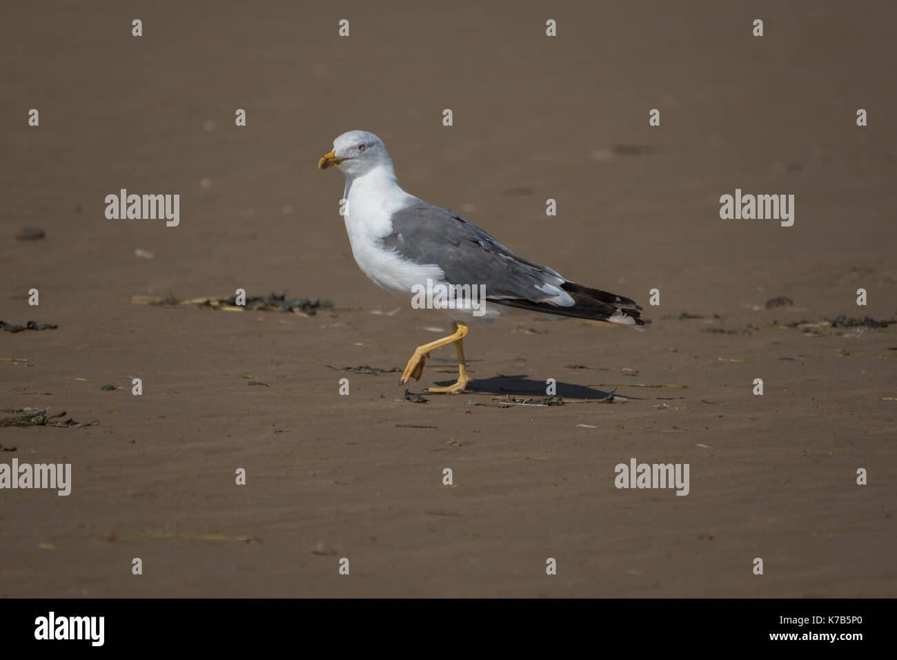 A common gull on the beach at Weston super mare Stock Photo - Alamy