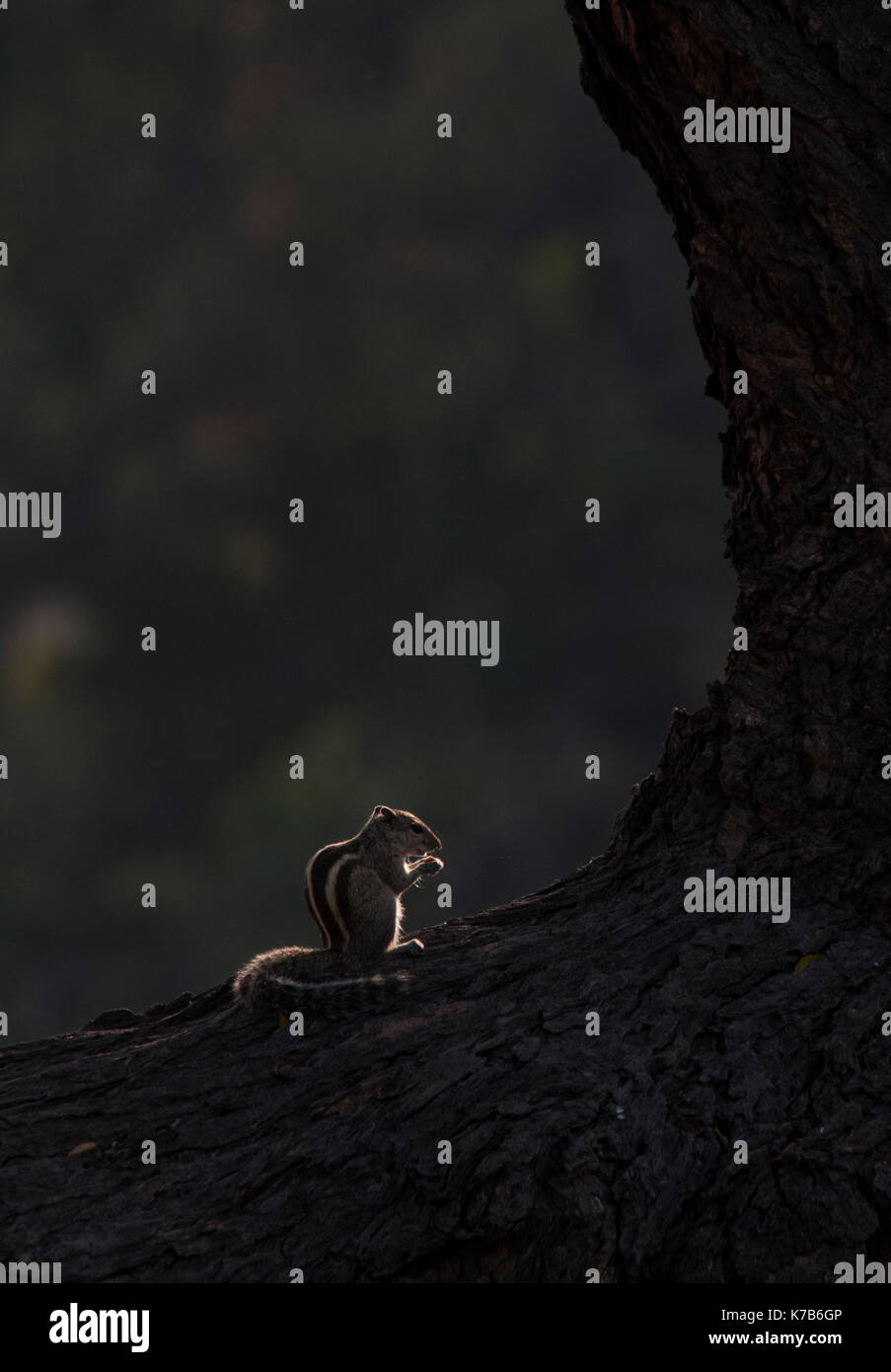 Last light hi-res stock photography and images - Alamy