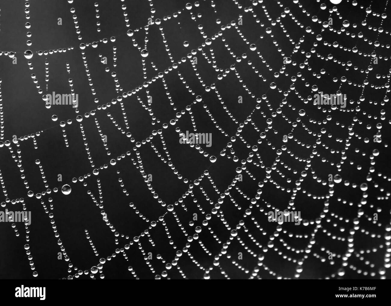 Spider on its spider web hanging Black and White Stock Photos & Images ...