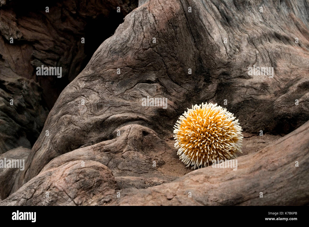 Kadamba tree hi-res stock photography and images - Alamy